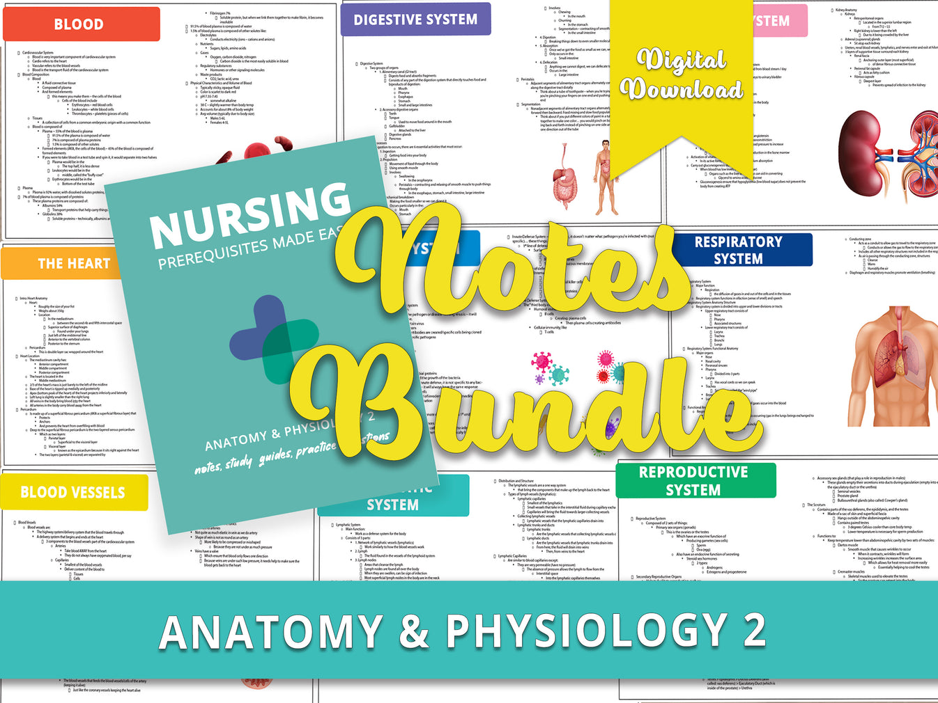 Anatomy and Physiology 2 Notes Bundle | Anatomy Notes | Digital Downlo ...