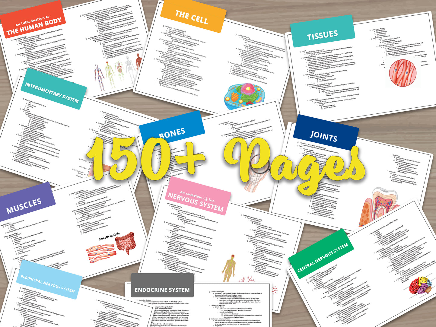 Anatomy and Physiology 1 | Anatomy Notes Bundle | Digital Download ...